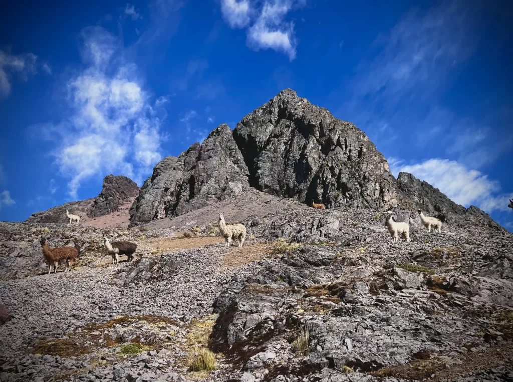 Incredible Andean camelid in Peru (Llama, Alpaca, Guanaco and Vicuña ...